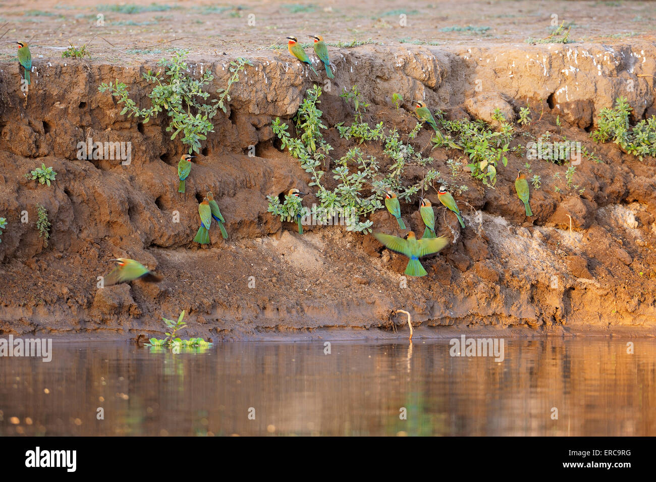 White-fronted bee-eater (Merops bullockoides) colony on river bank ...