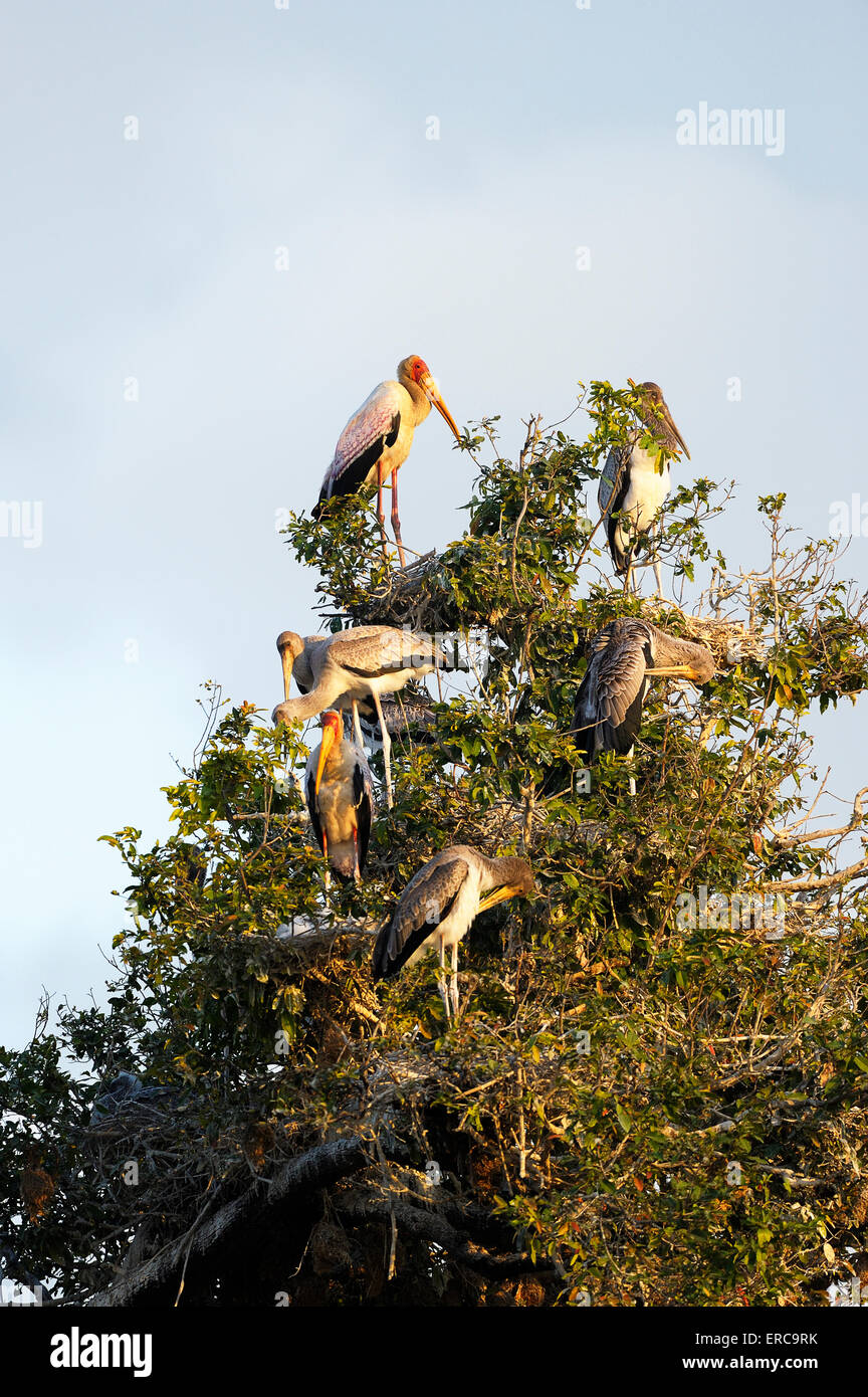 Yellow-billed stork (Mycteria ibis), breeding colony, sitting in a tree ...
