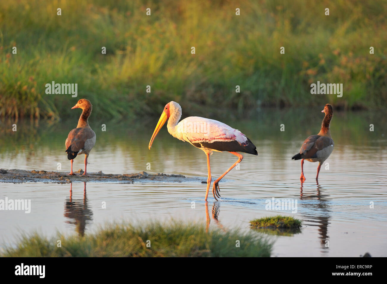 Yellow-billed stork (Mycteria ibis) foraging in a small pond, Egyptian ...