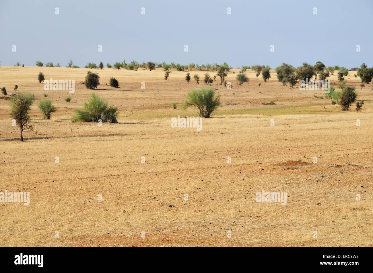 Veldt hi-res stock photography and images - Alamy