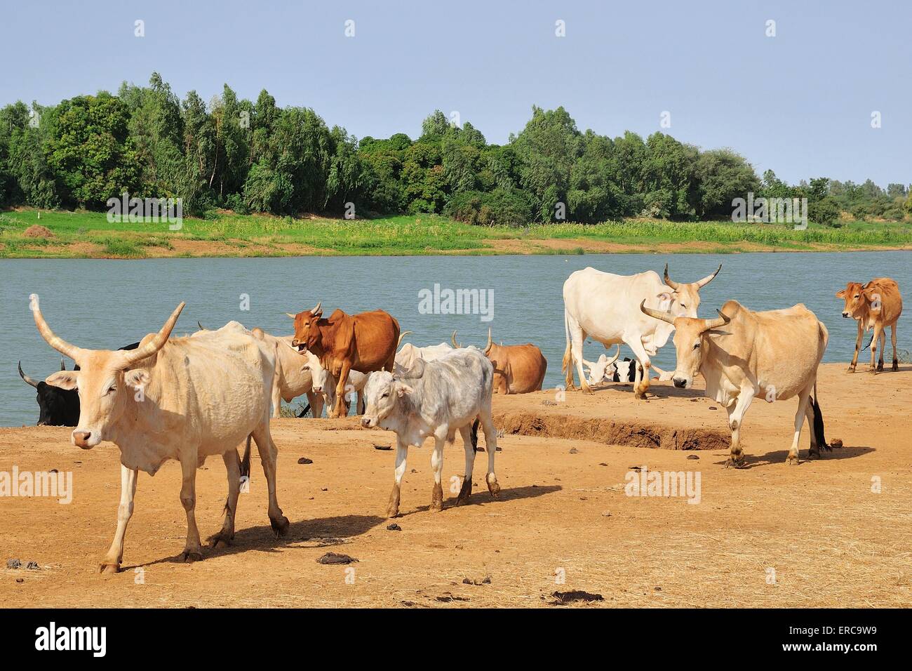 Cattle by the Senegal river, Bogue, Brakna region, Mauritania Stock ...