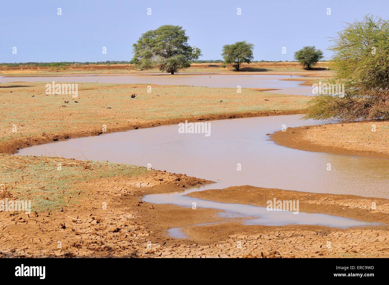 Small pond in the desert after rain, at Bogue, Brakna region ...