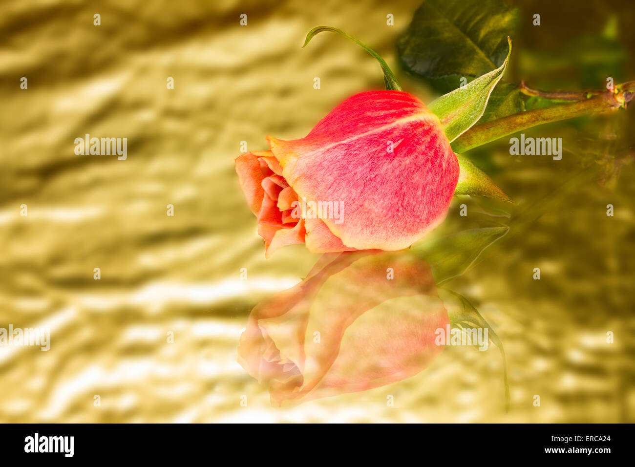 beautiful wild-growing scarlet rose on golden background Stock Photo ...