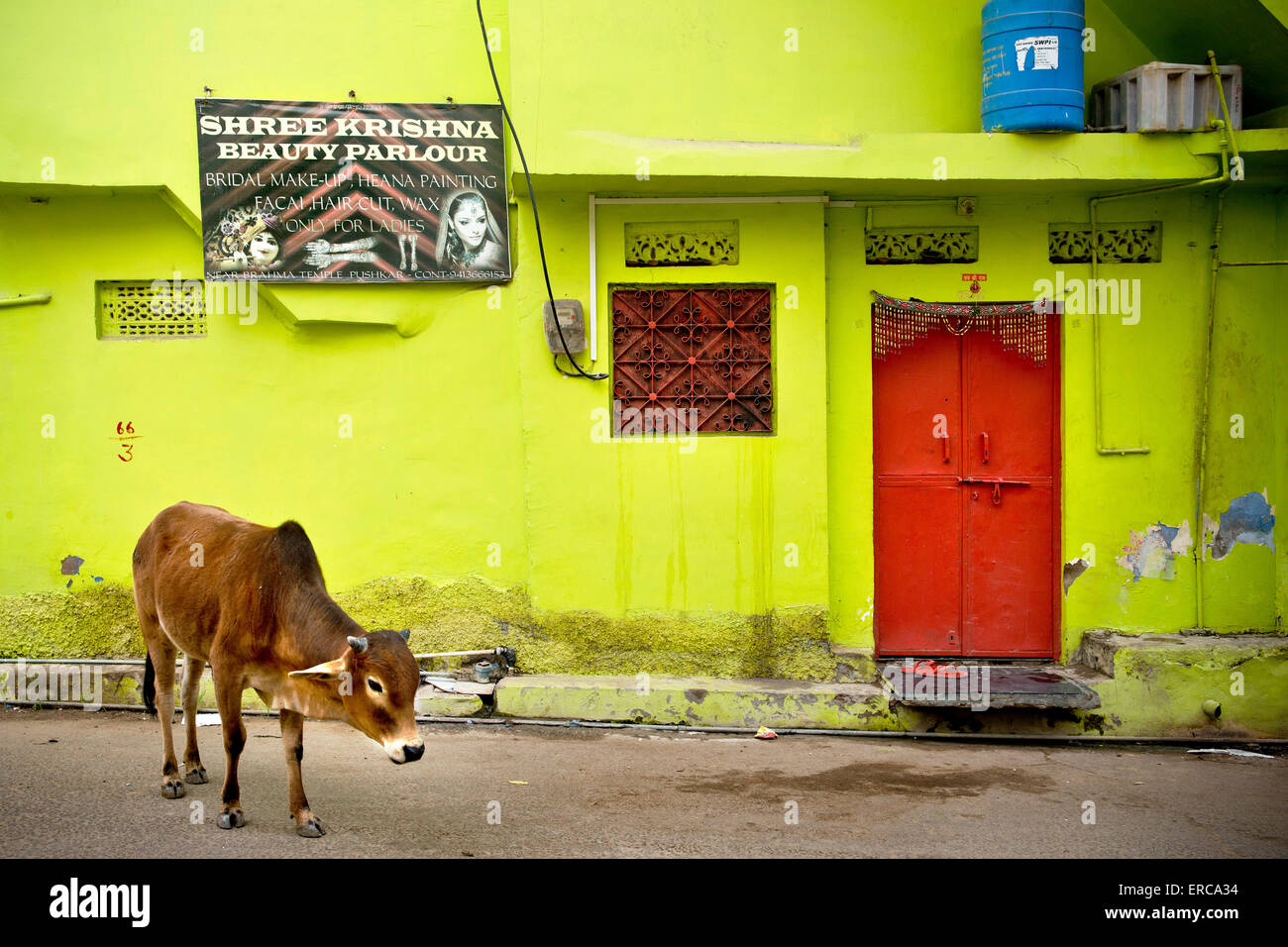 India, Rajasthan, Pushkar, cow Stock Photo - Alamy