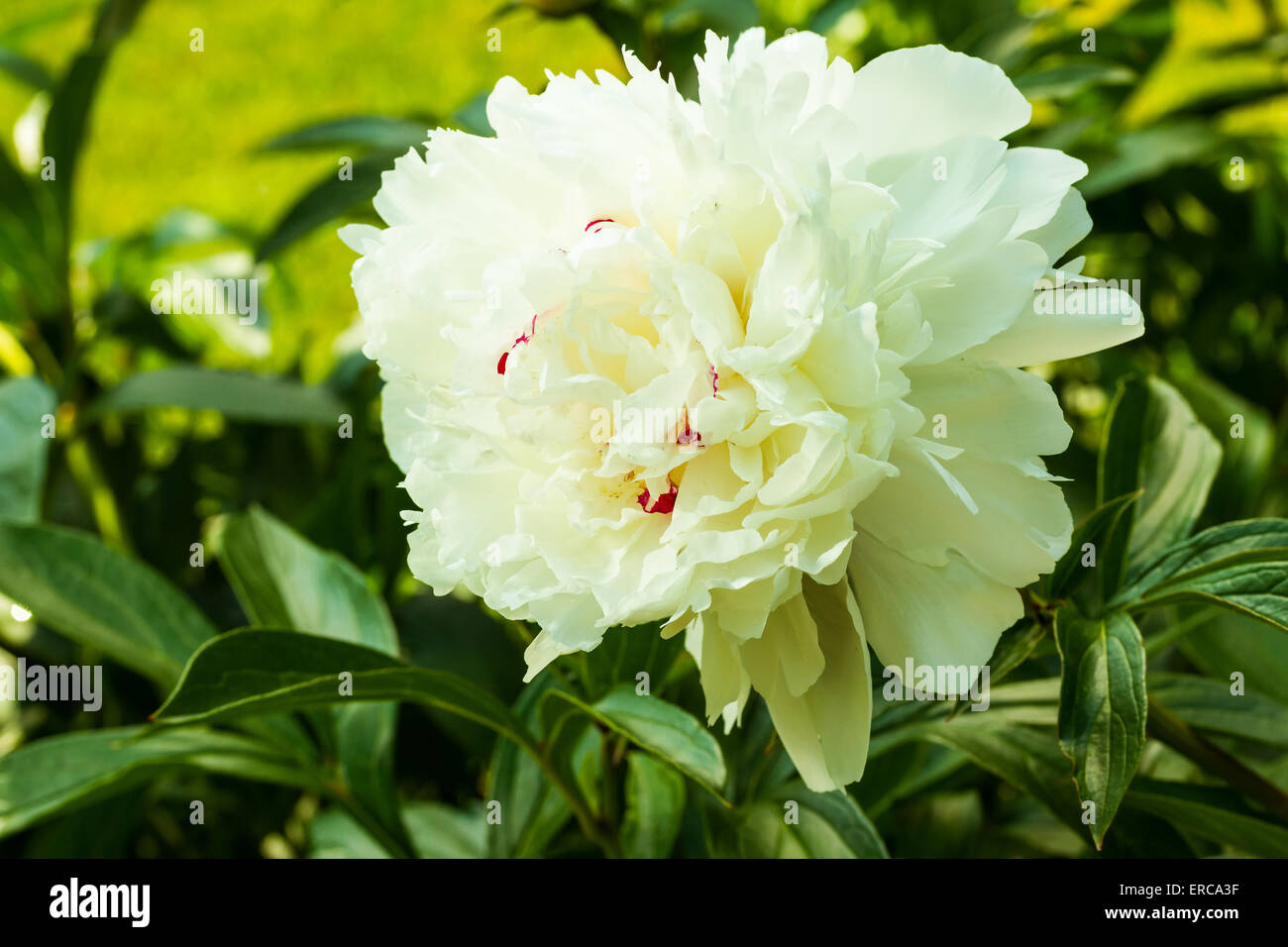 Wild peony hi-res stock photography and images - Alamy