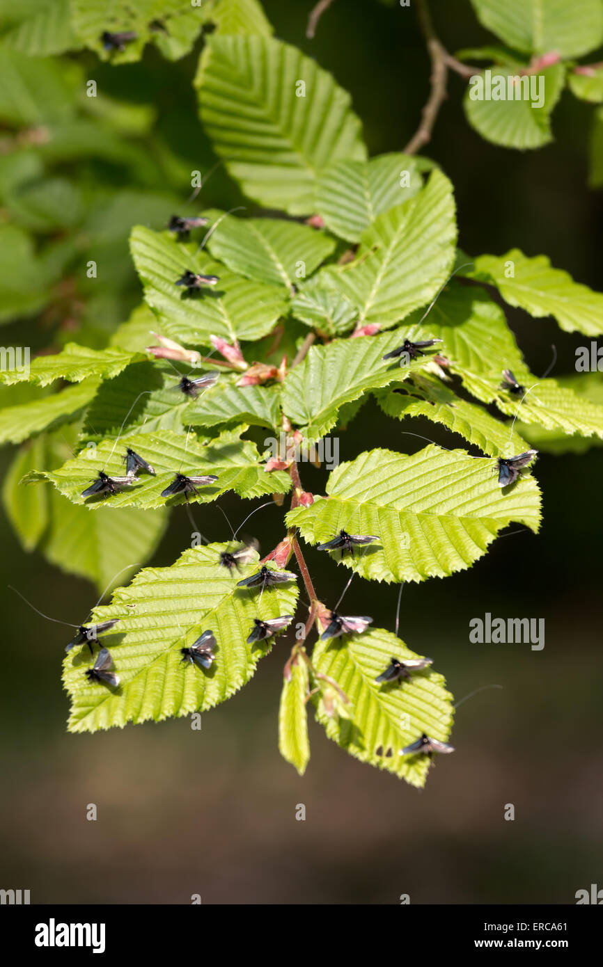 Interesting small insect on the leaves Stock Photo - Alamy