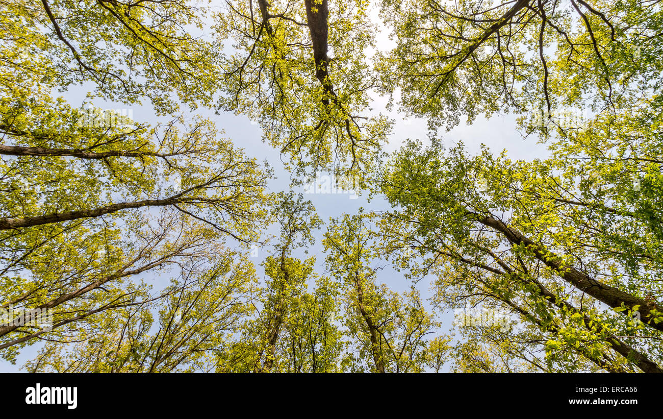 Young forest with oak and hornbeam trees from below Stock Photo - Alamy