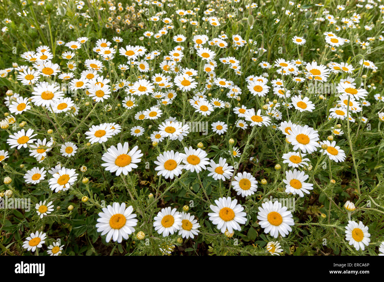 Beautiful white daisy growing in a summer garden.(Leucanthemum vulgare ...