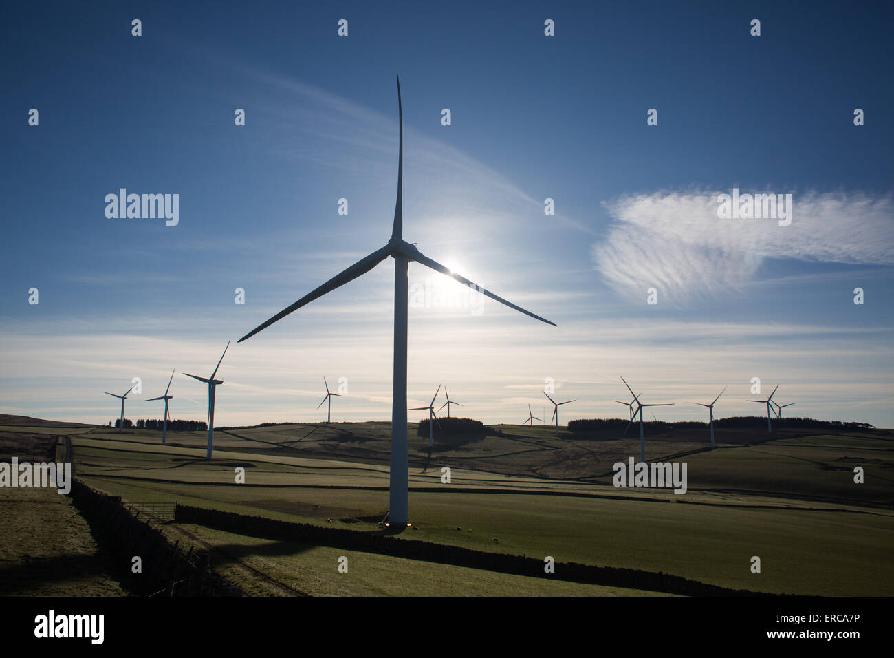 Morning sun over fields of wind turbines. The Borders of Scotland is ...