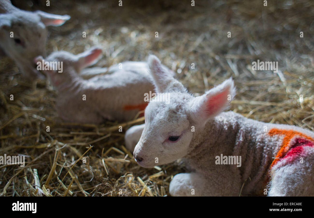 Spring is the lambing season in Scotland and Torsonce Mains Farm is ...