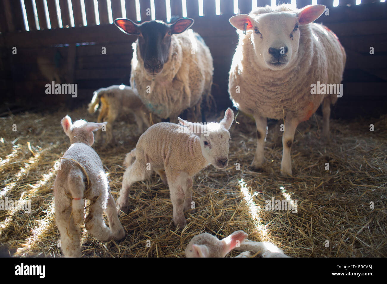 Spring is the lambing season in Scotland and Torsonce Mains Farm is ...