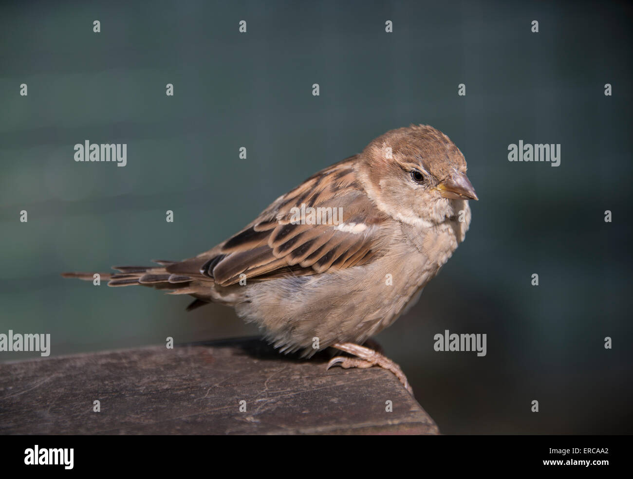 House sparrow (Passer domesticus), female Stock Photo - Alamy