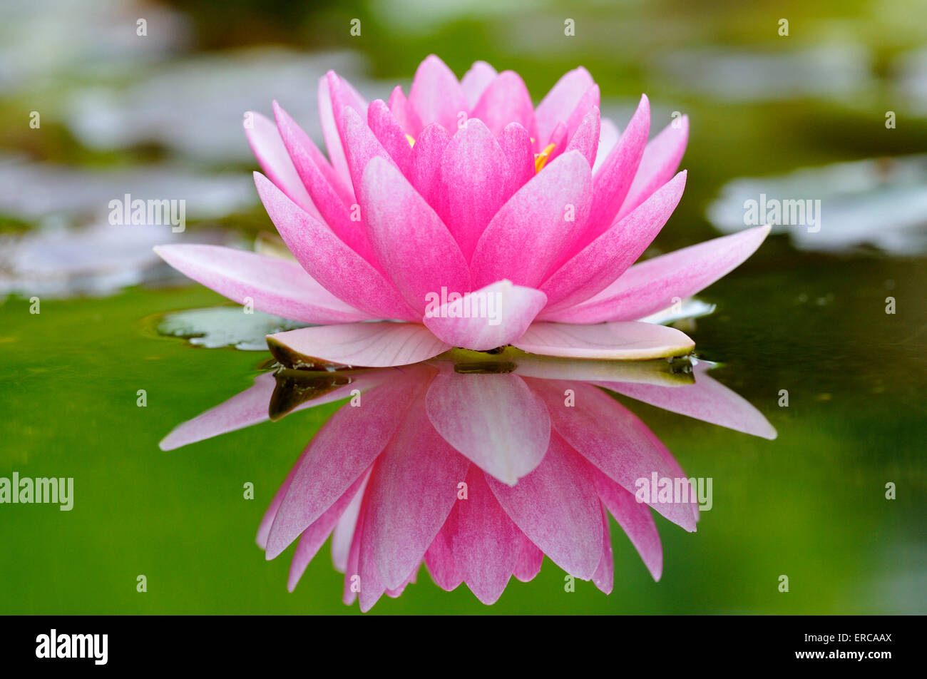 Pink water lily (Nymphaea) with reflection on a lake, North Rhine ...