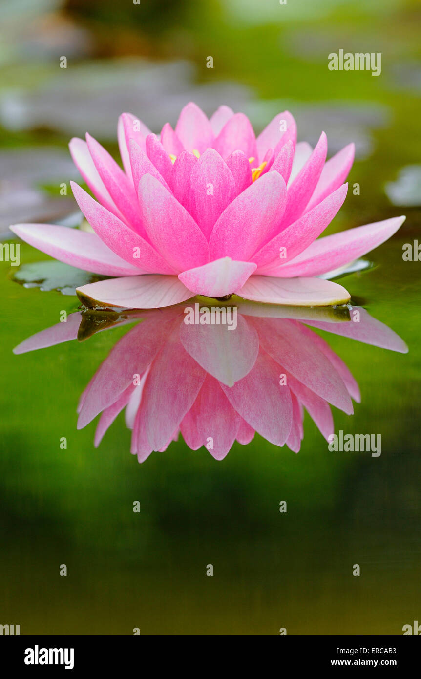 Pink water lily (Nymphaea) with reflection on a lake, North Rhine ...