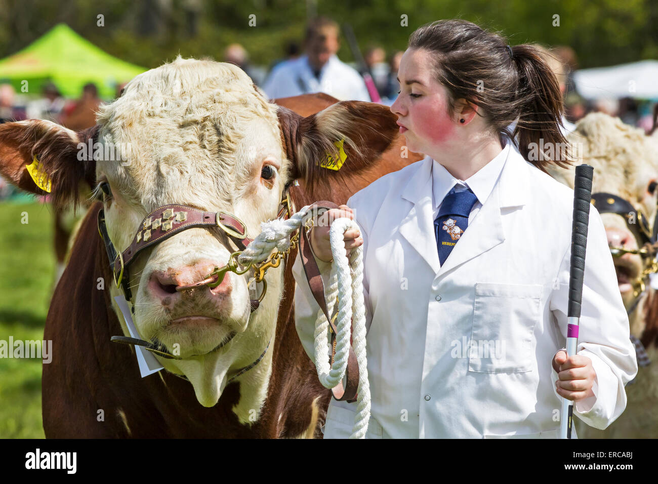 Young woman showing a bull at a country fair, Drymen, near Glasgow ...