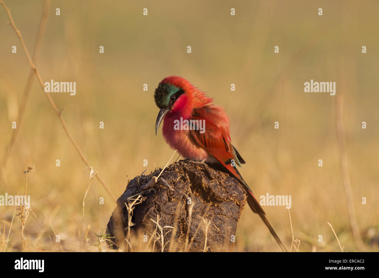 Carmine bee eater botswana hi-res stock photography and images - Alamy