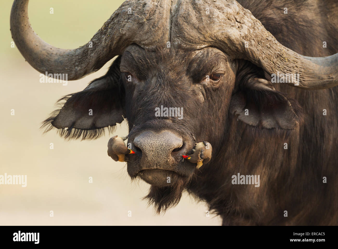 Cape Buffalo (Syncerus caffer caffer), bull with both a Yellow-billed ...
