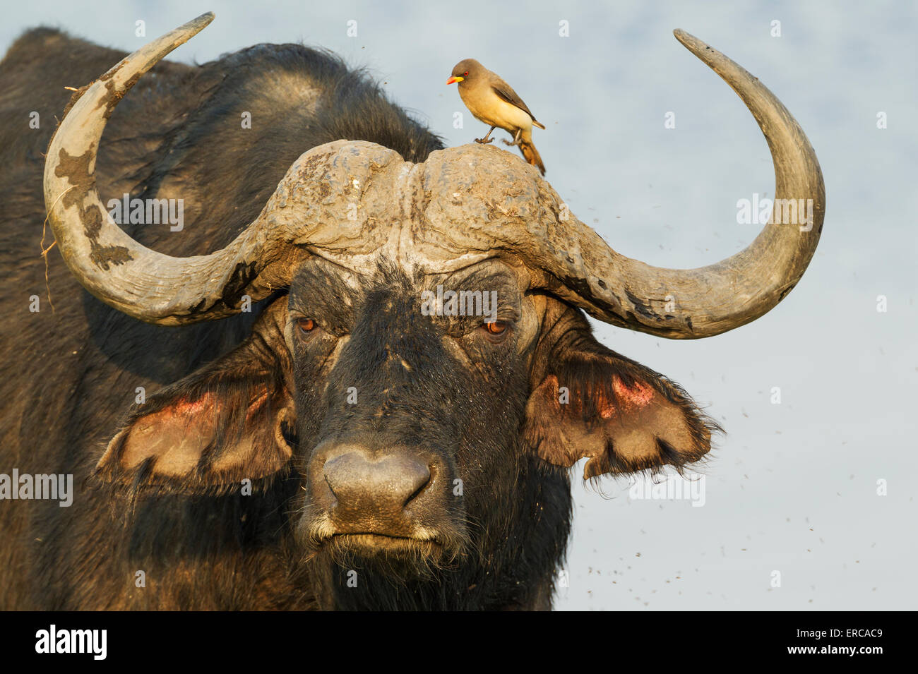 African Bull Bull Bird High Resolution Stock Photography and Images - Alamy