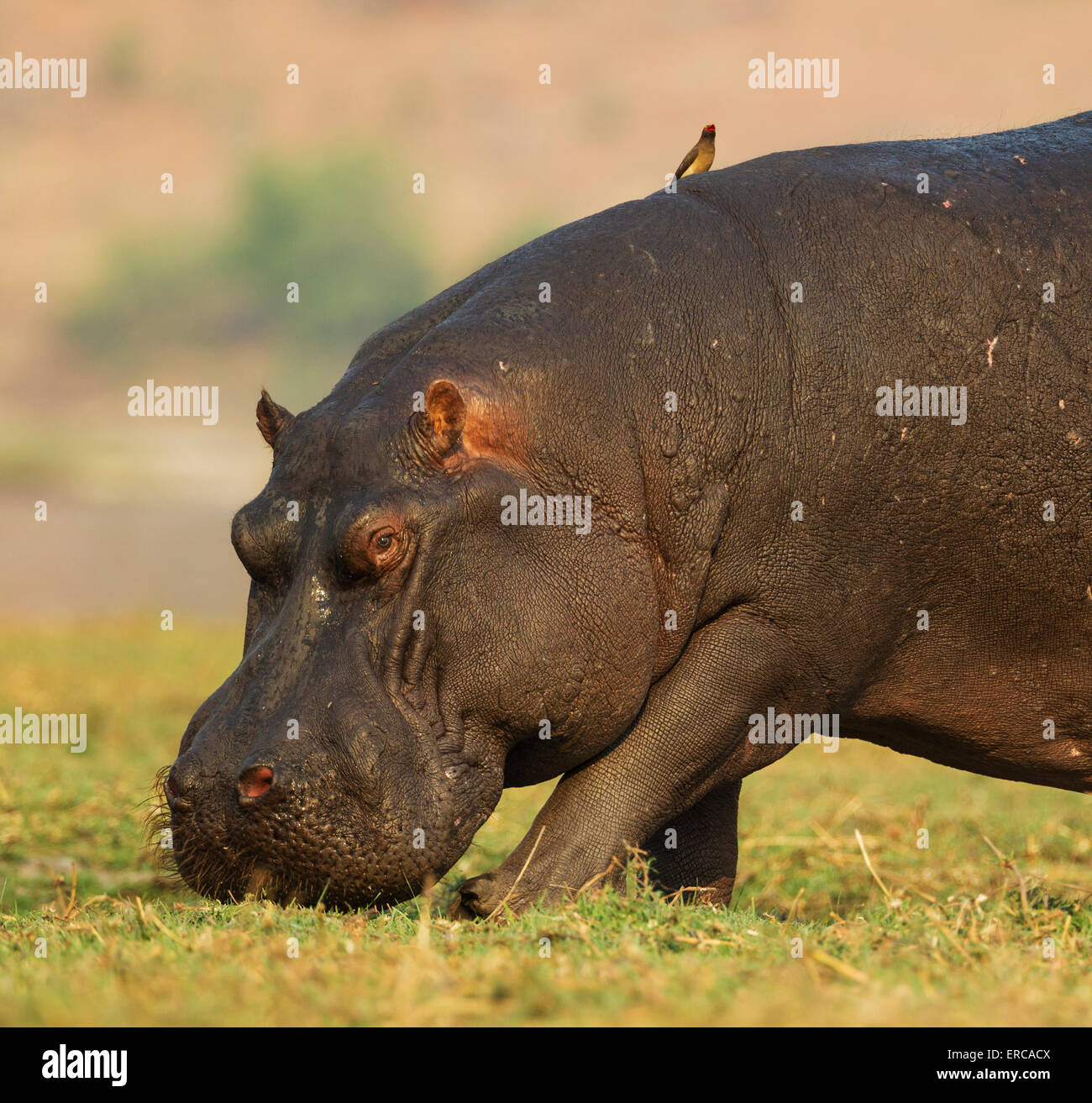 Hippopotamus back side hi-res stock photography and images - Alamy