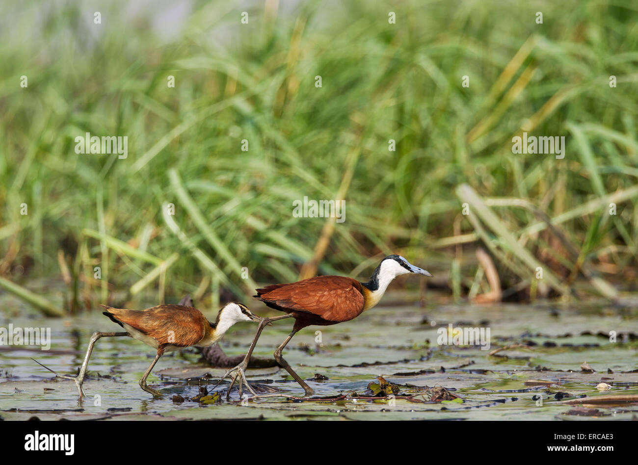 African Jacana (Actophilornis africanus), female with young in the ...