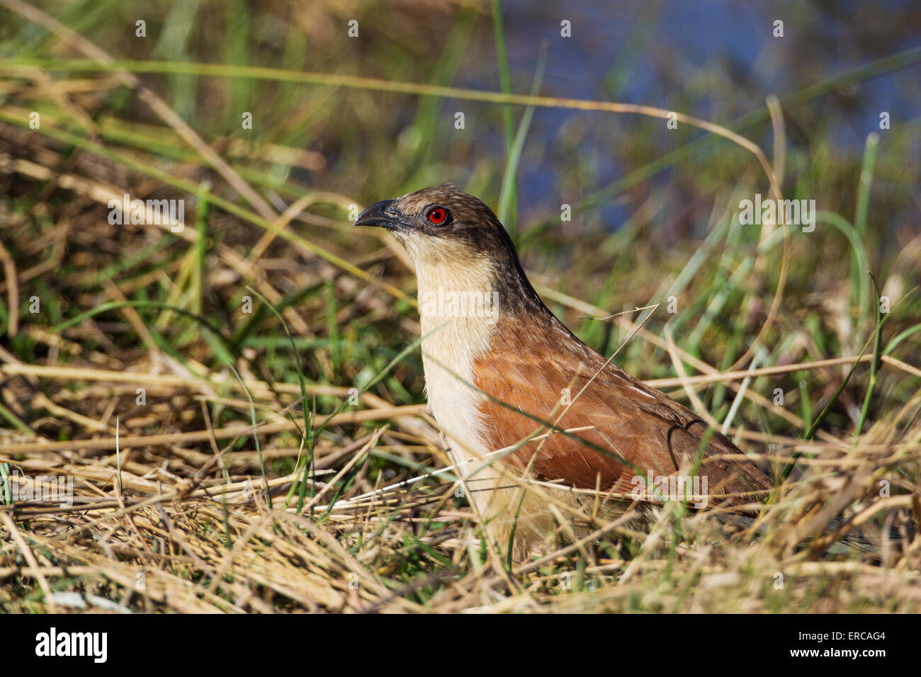 Senegal Coucal (Centropus senegalensis), Okavango Delta, Moremi Game ...