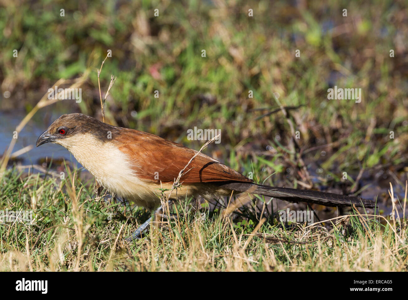 Senegal Coucal (Centropus senegalensis), Okavango Delta, Moremi Game ...