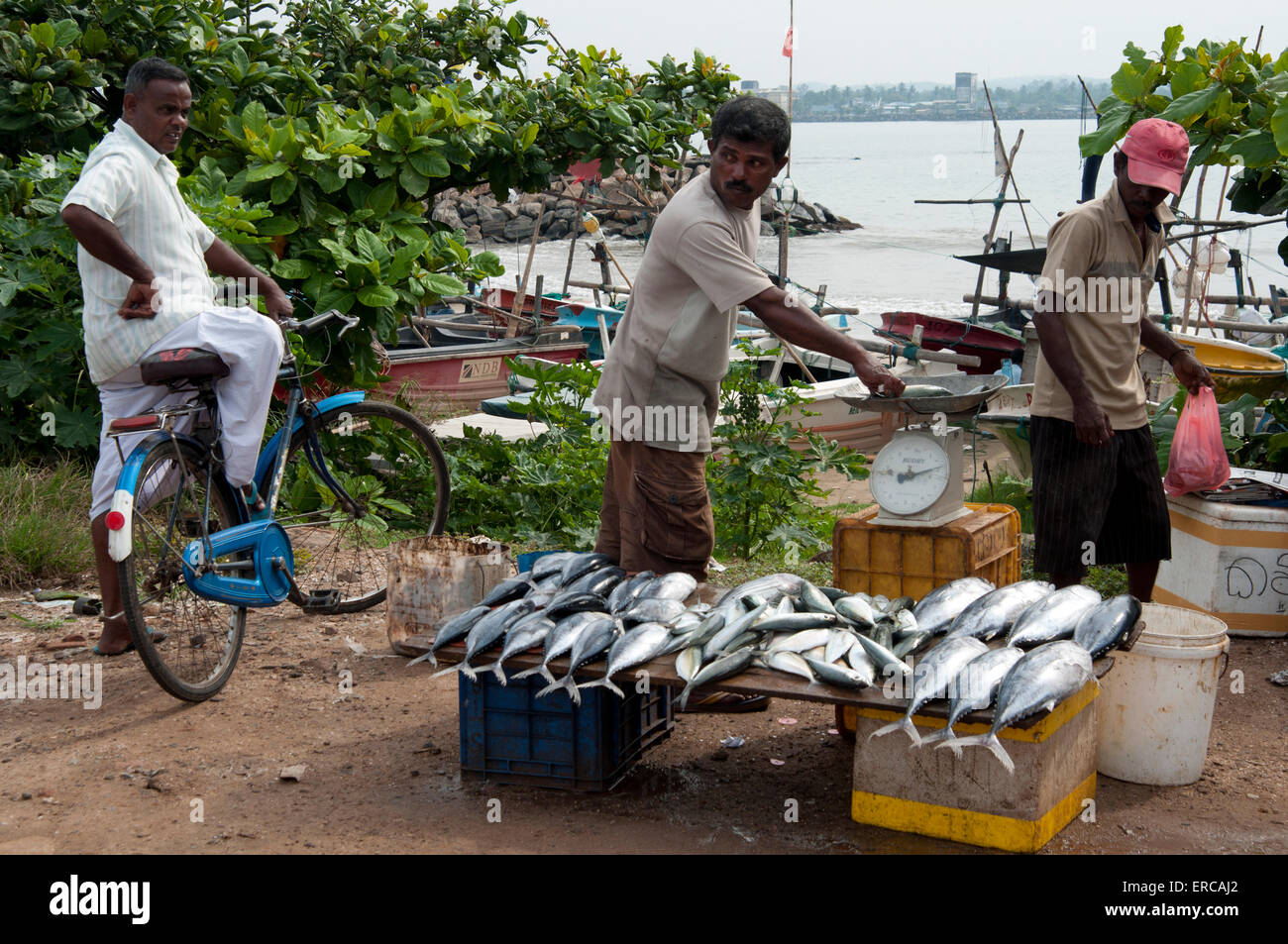 Fishermen selling their catch of tuna at Galle fish market stall on the ...