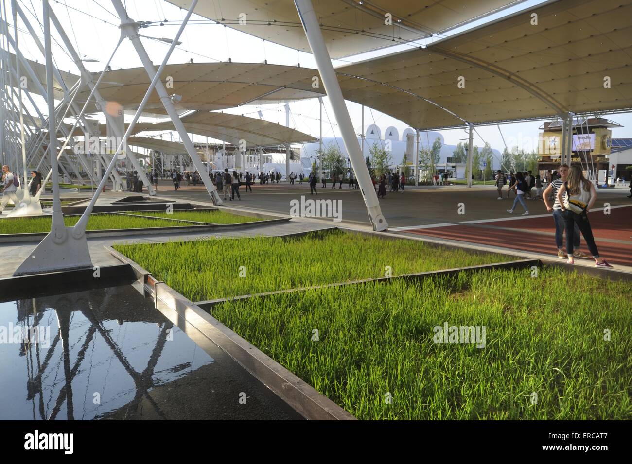 Milan (Italy), World Exhibition Expo 2015, thematic cluster of rice ...