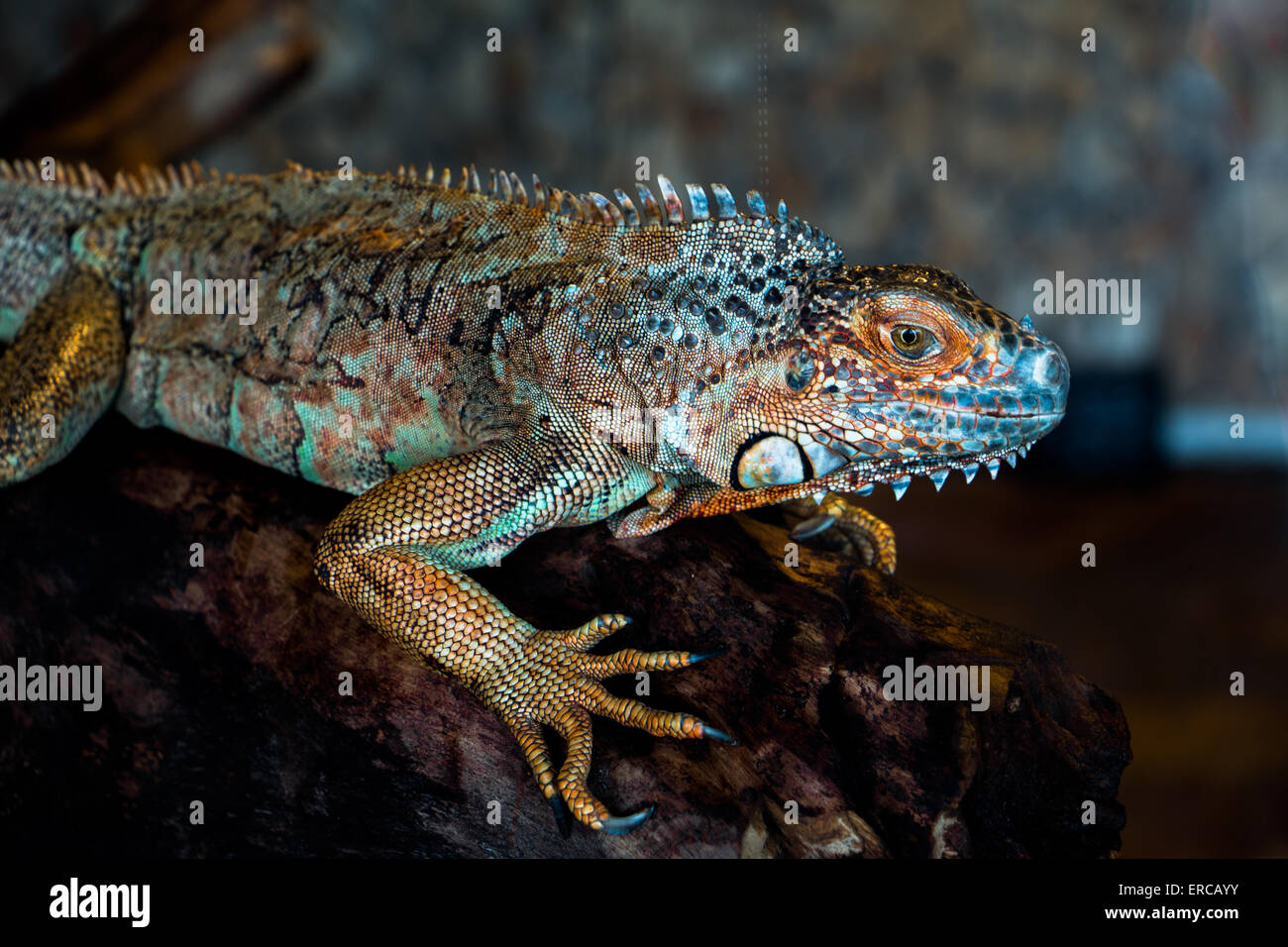 Fadak hi-res stock photography and images - Alamy