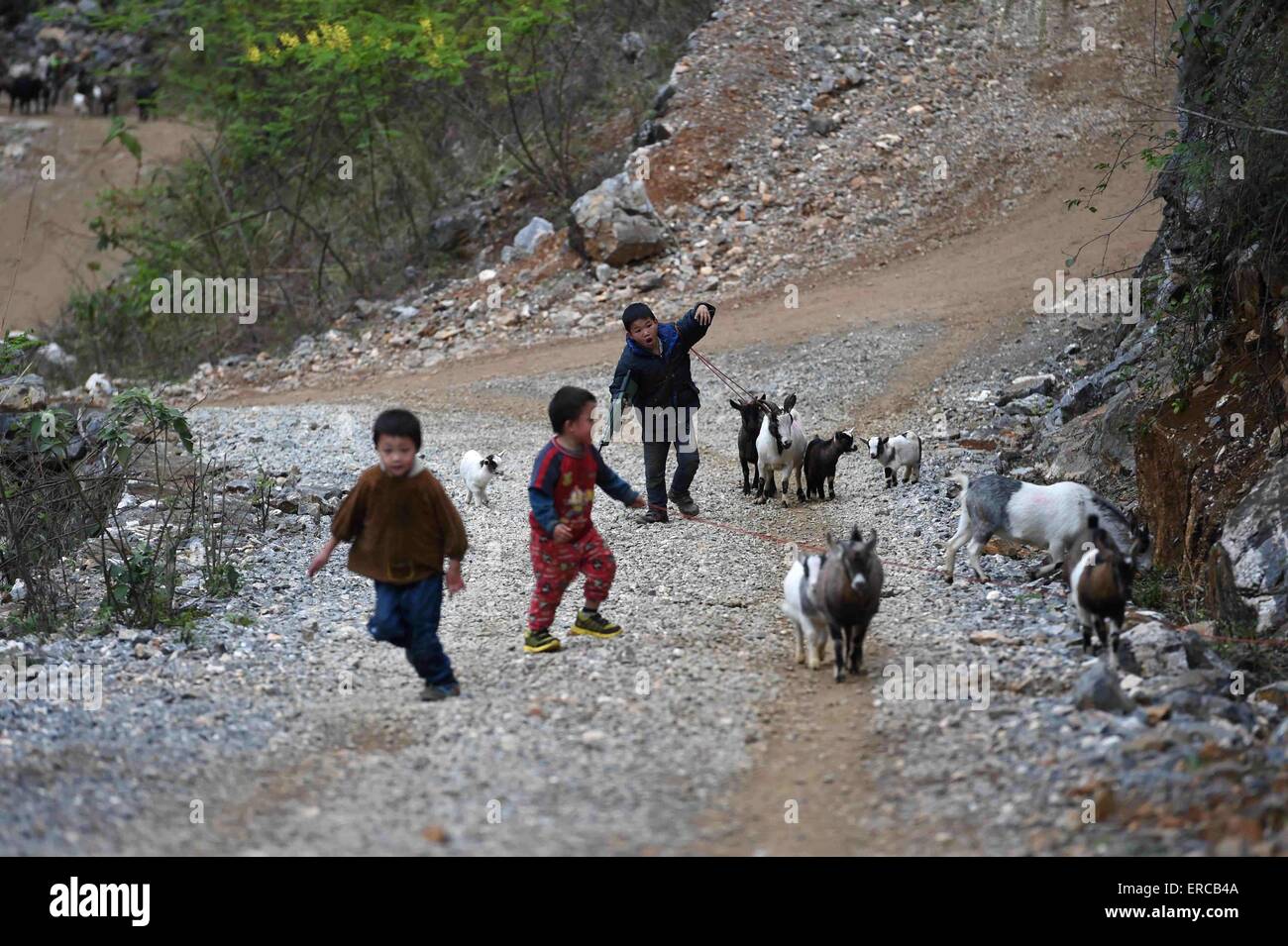 (150601) -- DAHUA, June 1, 2015 (Xinhua) -- Children herd sheep in ...