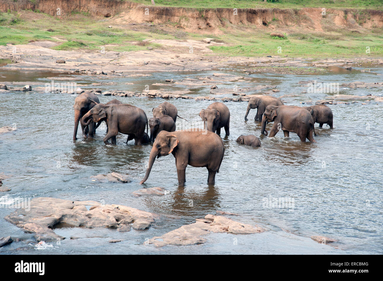 Kandy elephants elephant ceylon sri lanka hi-res stock photography and ...