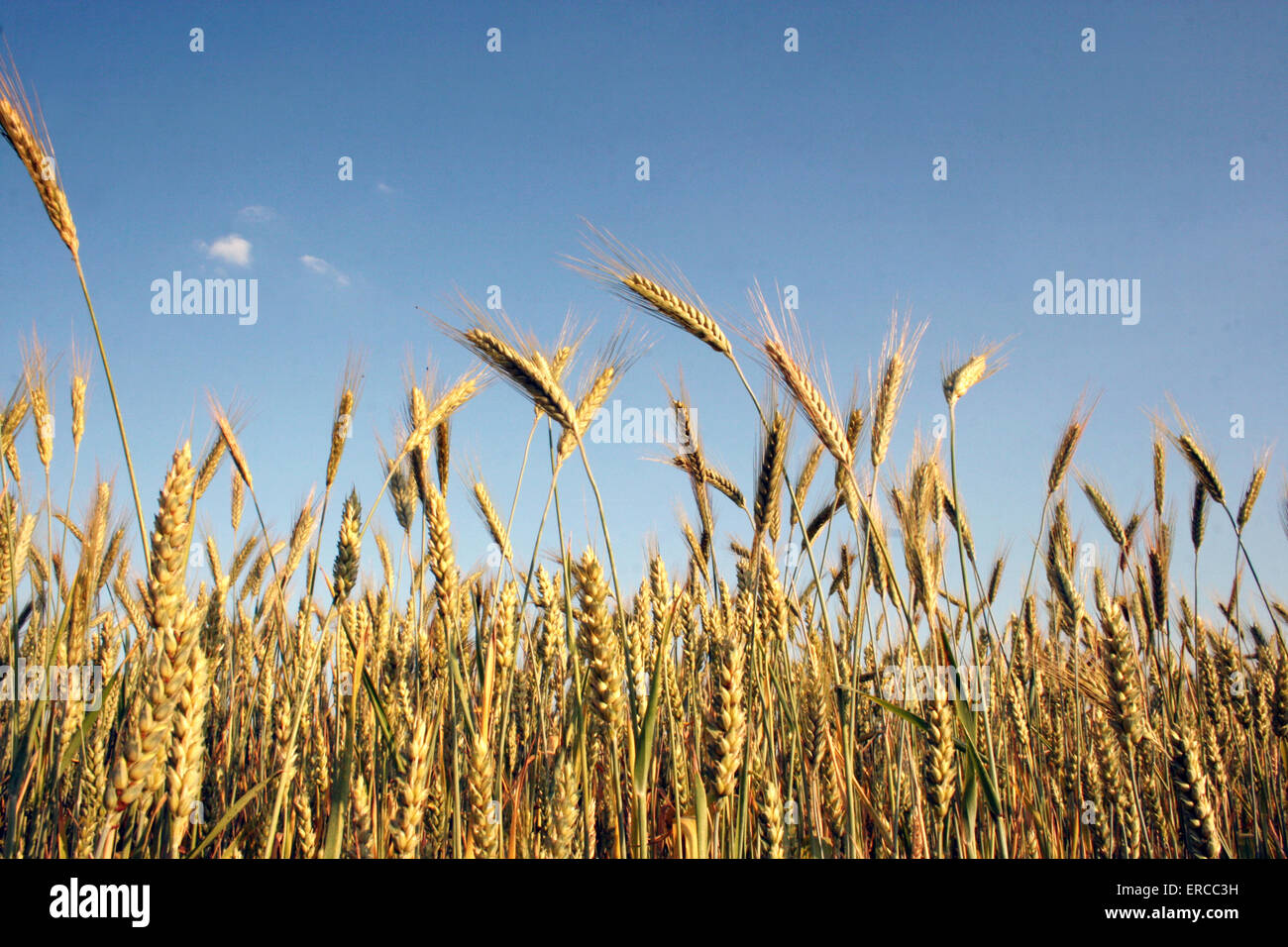 Beautiful wheat field, agricultural meadow, countryside landscape ...