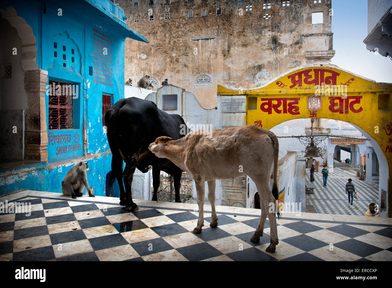 India, Rajasthan, Pushkar, cows Stock Photo - Alamy