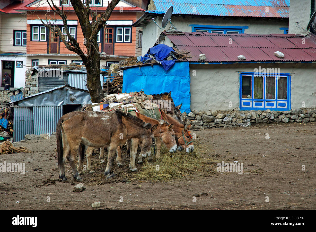 Nepal mule hi-res stock photography and images - Alamy