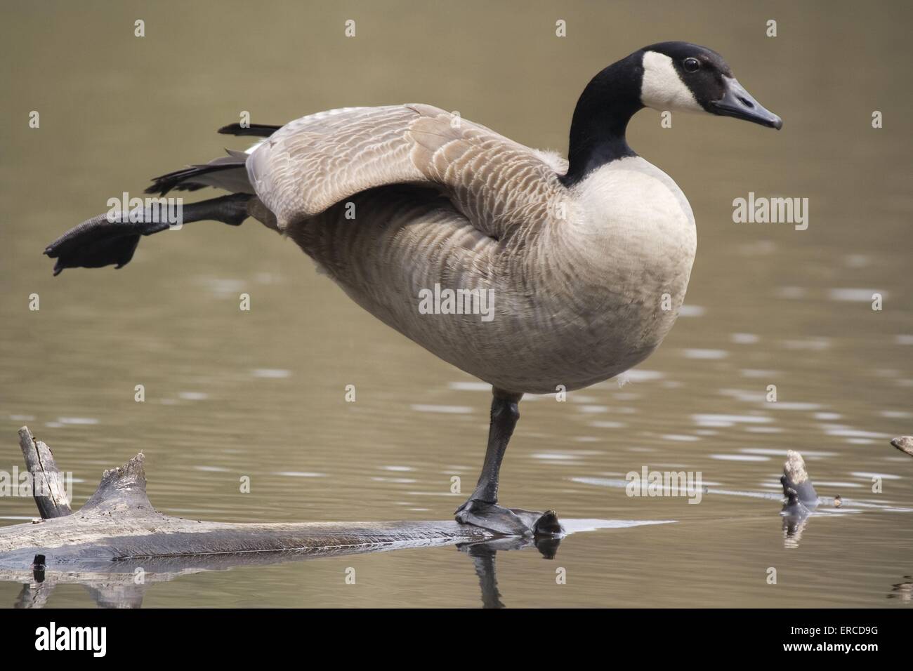 Canada goose stretching hi-res stock photography and images - Alamy