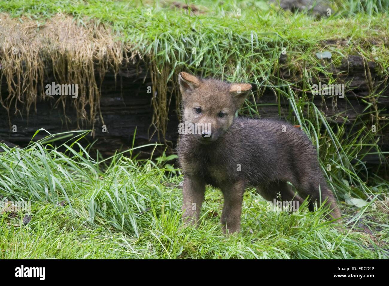 Young wolves hi-res stock photography and images - Alamy