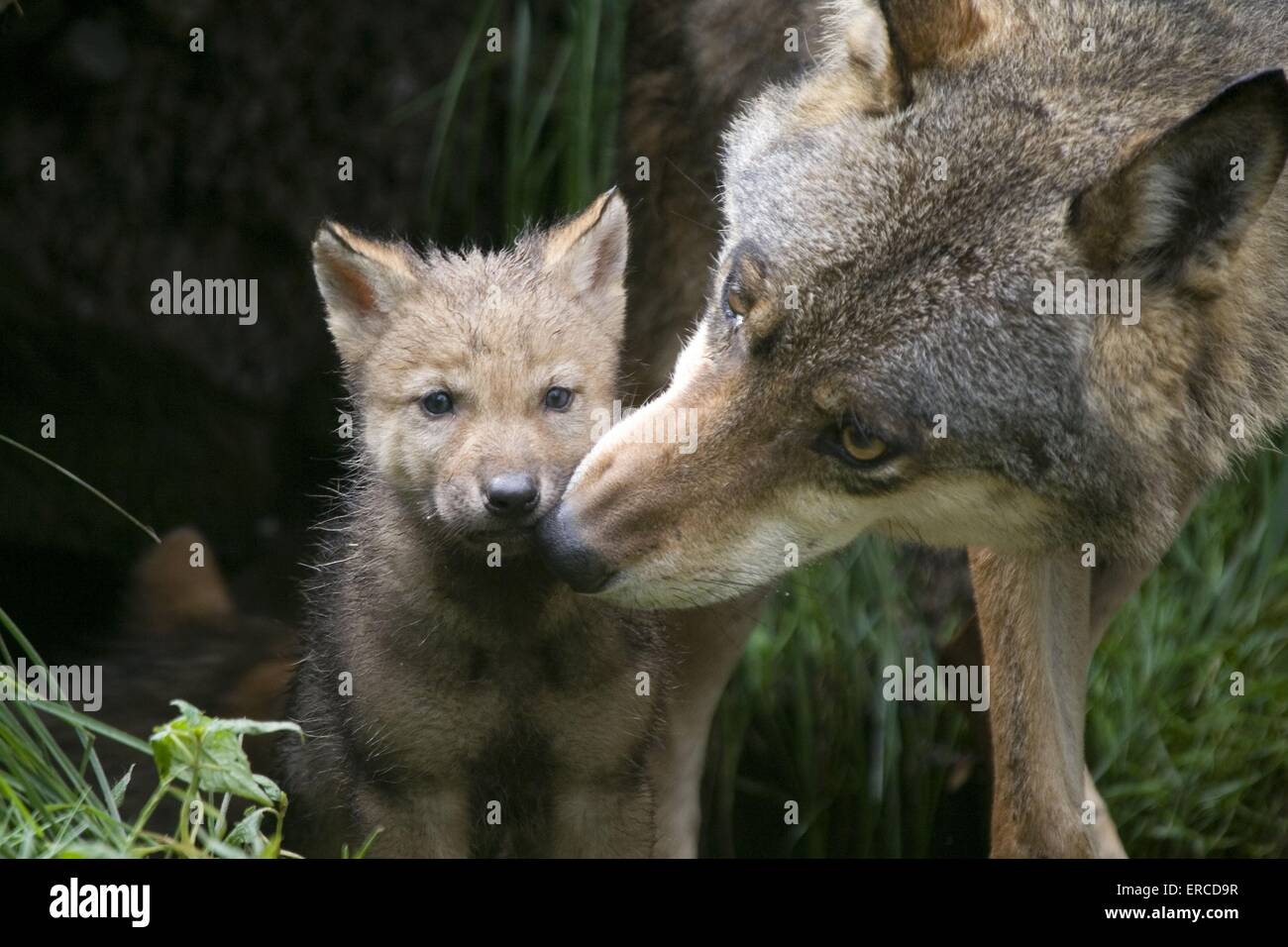 Affectionate wolves hi-res stock photography and images - Alamy