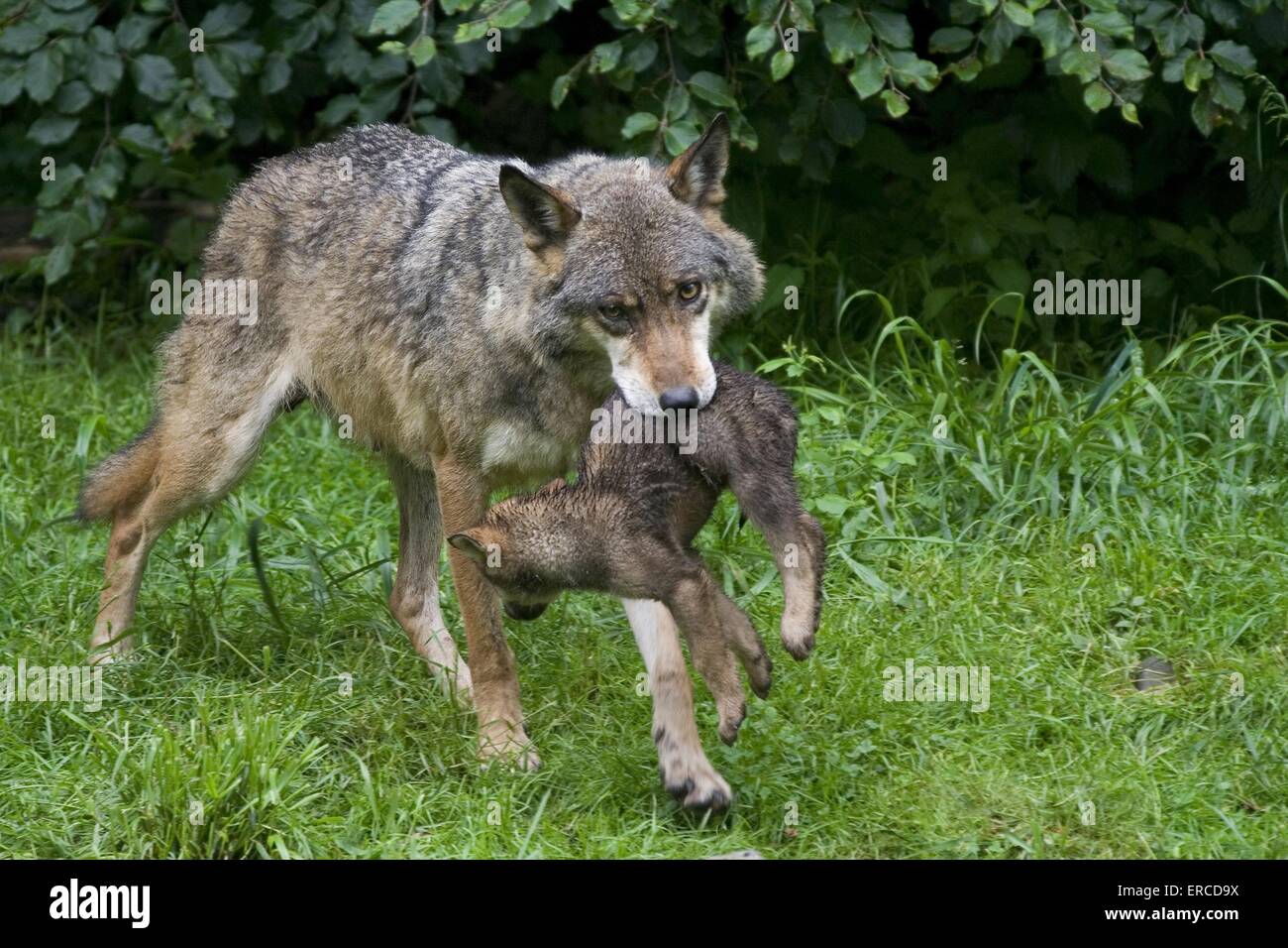 Two wolves walking hi-res stock photography and images - Alamy