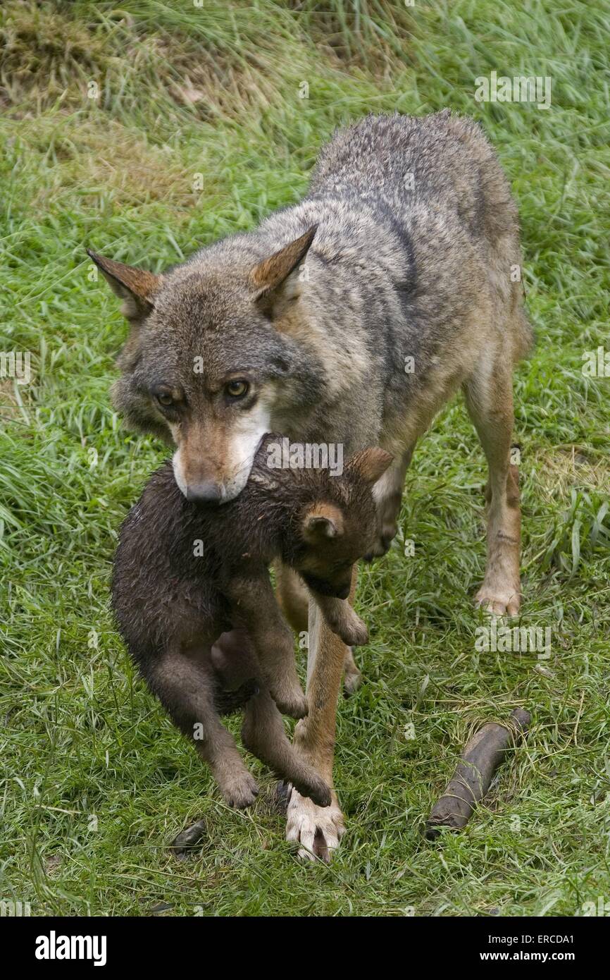 Two Wolves Walking High Resolution Stock Photography and Images - Alamy