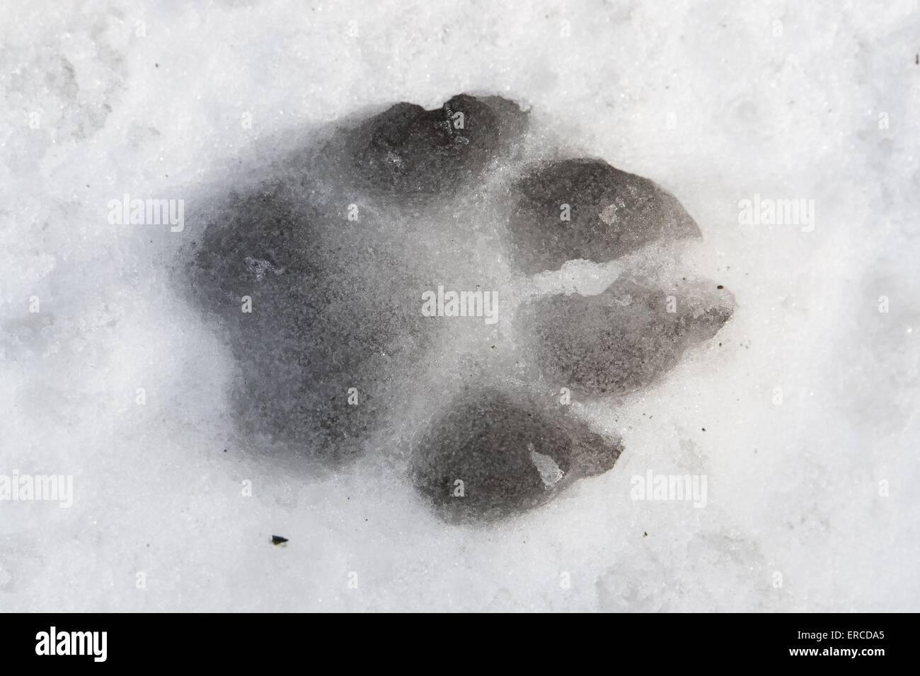 Paw print hi-res stock photography and images - Alamy