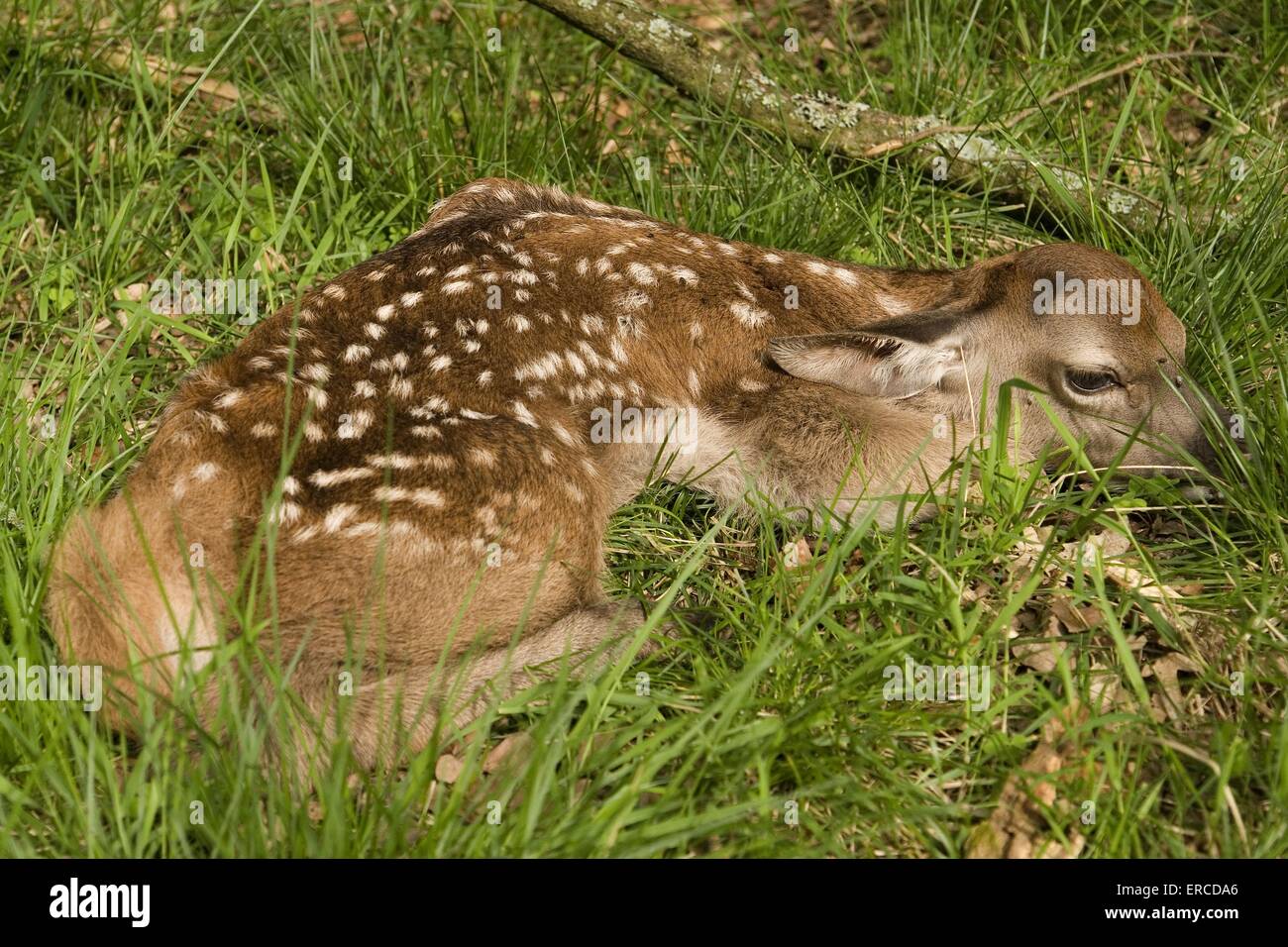 young red deer Stock Photo - Alamy