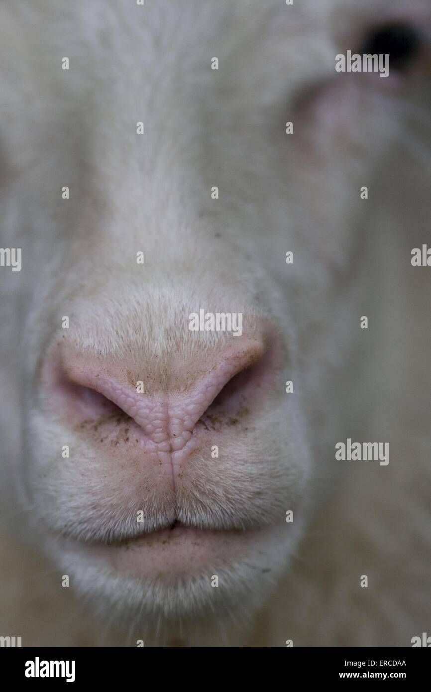 Sheep mouth hi-res stock photography and images - Alamy