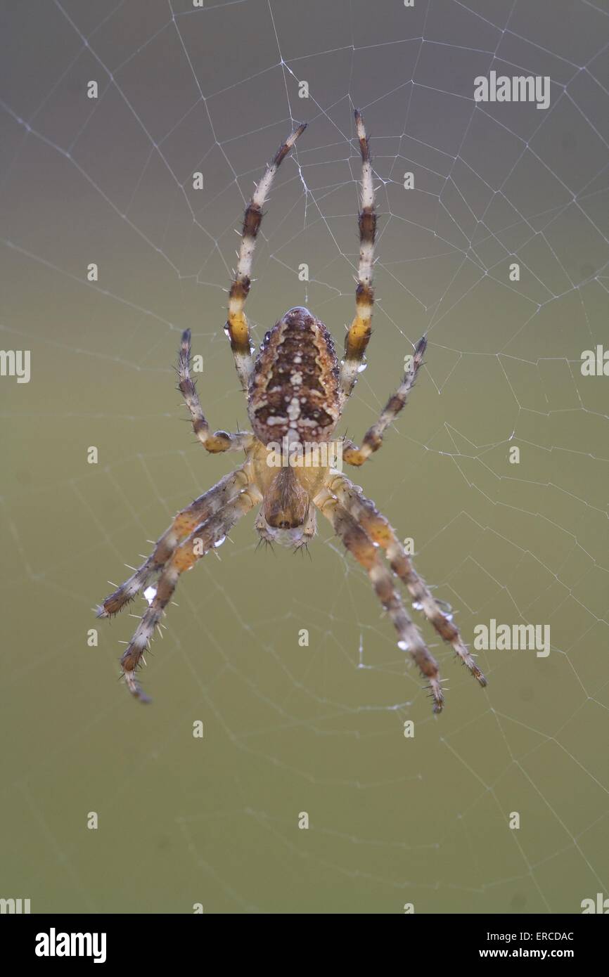 Cross webs hi-res stock photography and images - Alamy