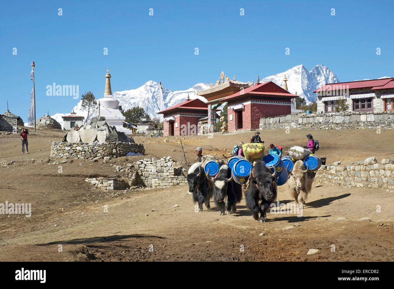 A yak train passes Tengboche Monastery in Nepal Stock Photo - Alamy