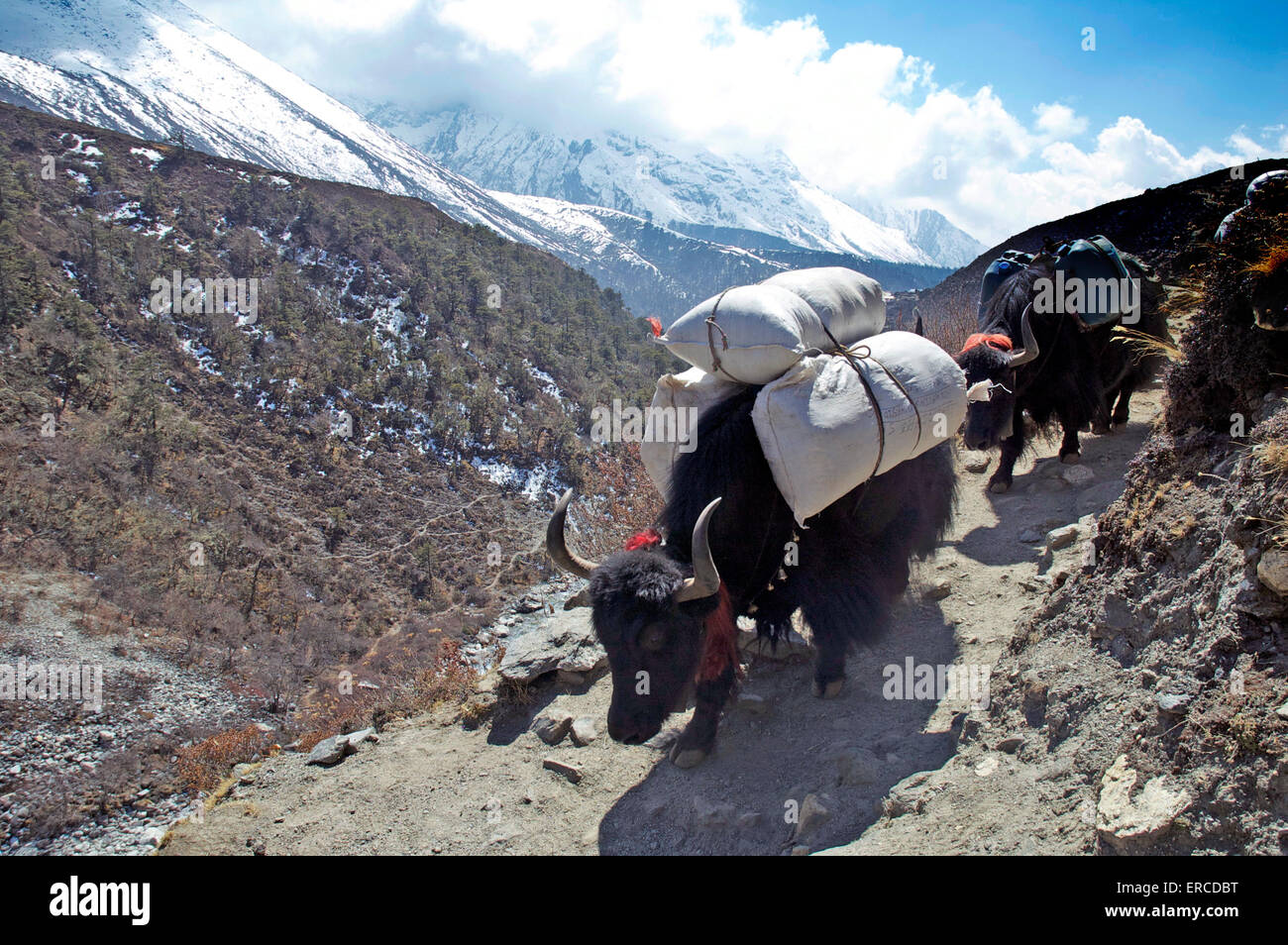 A yak carries a load along a himalayan trail in the upper Khumbu region ...