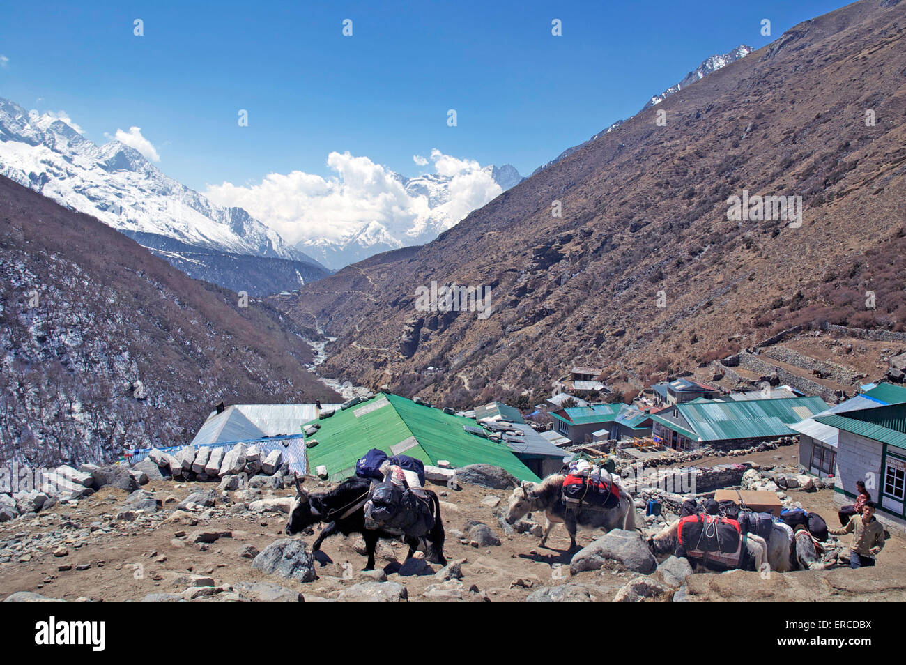 Nepalese porters drive a team of pack animals through a Sherpa village ...