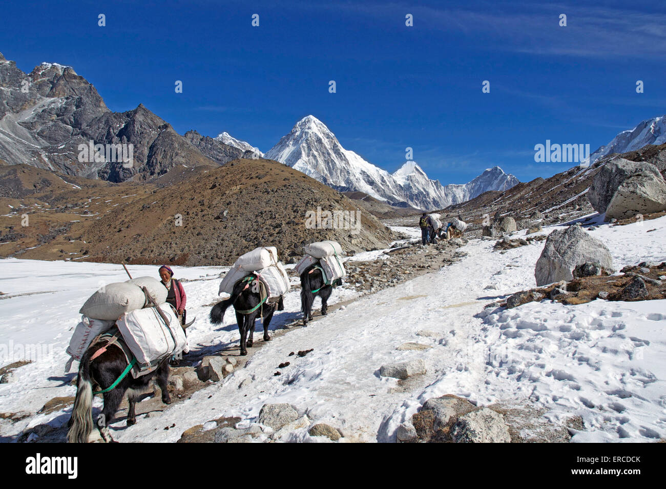 A Napalese porter and her pack animals on a snowy trail in the Everest ...