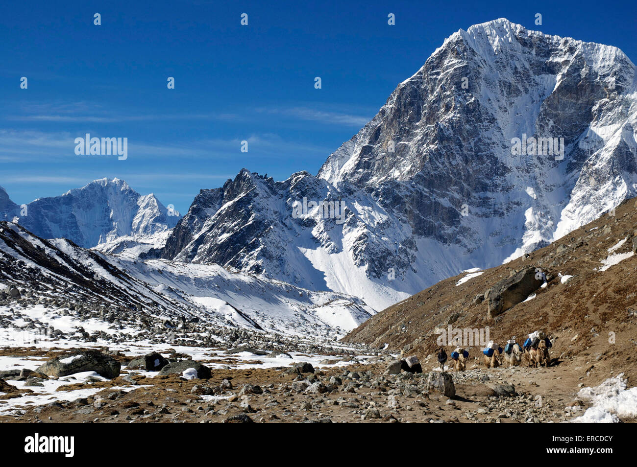 Pack animals on a Himalayan trail in the Everest region of Nepal Stock ...