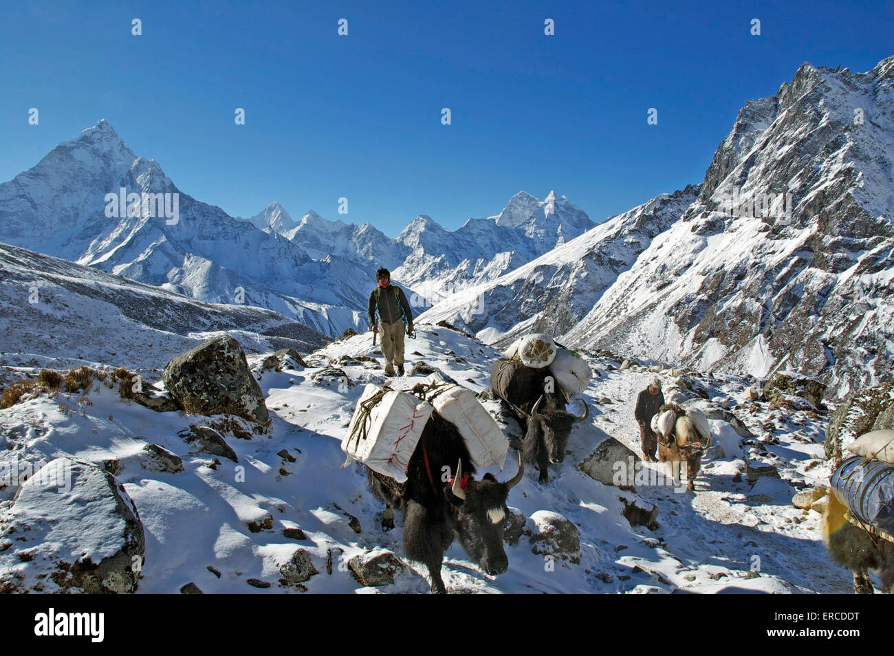 A Nepalese porter drives a team of yaks across a snow covered Himalayan ...