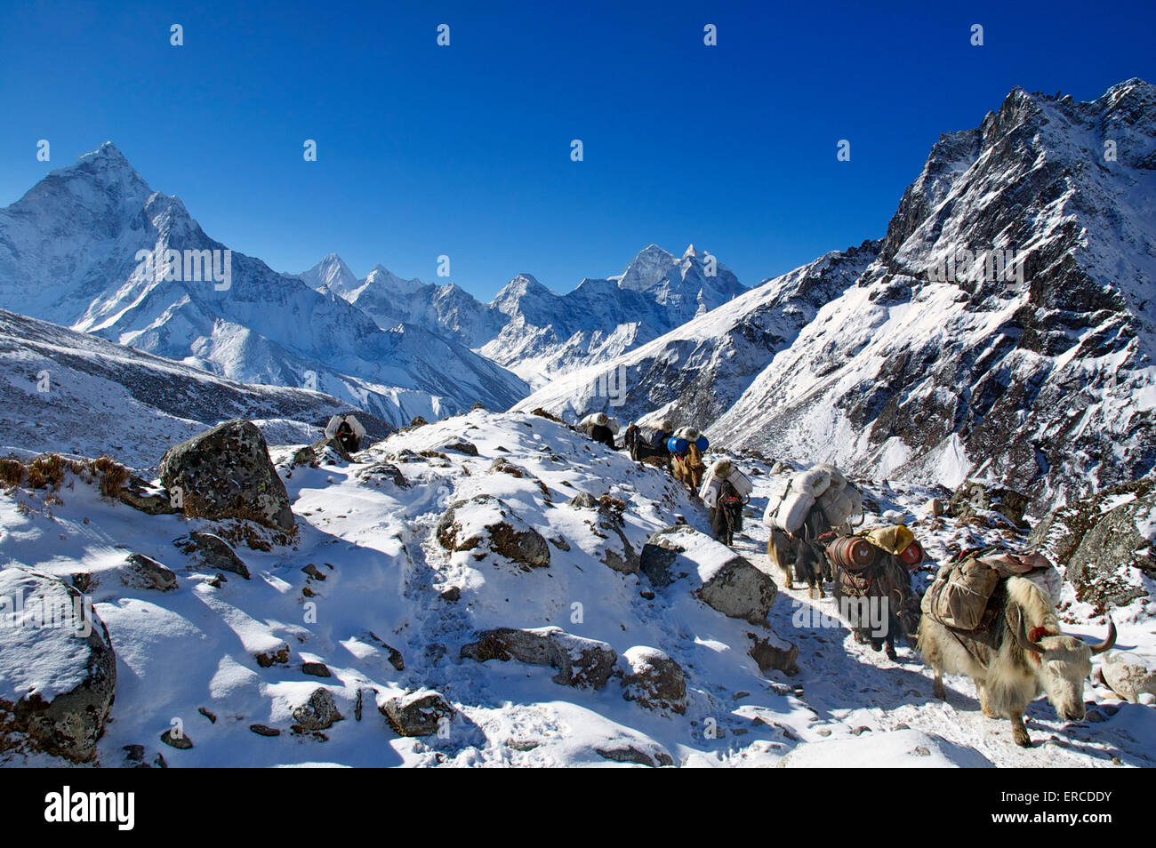 A yak train in the Nepali Himalayas taking supplies to Everest base ...